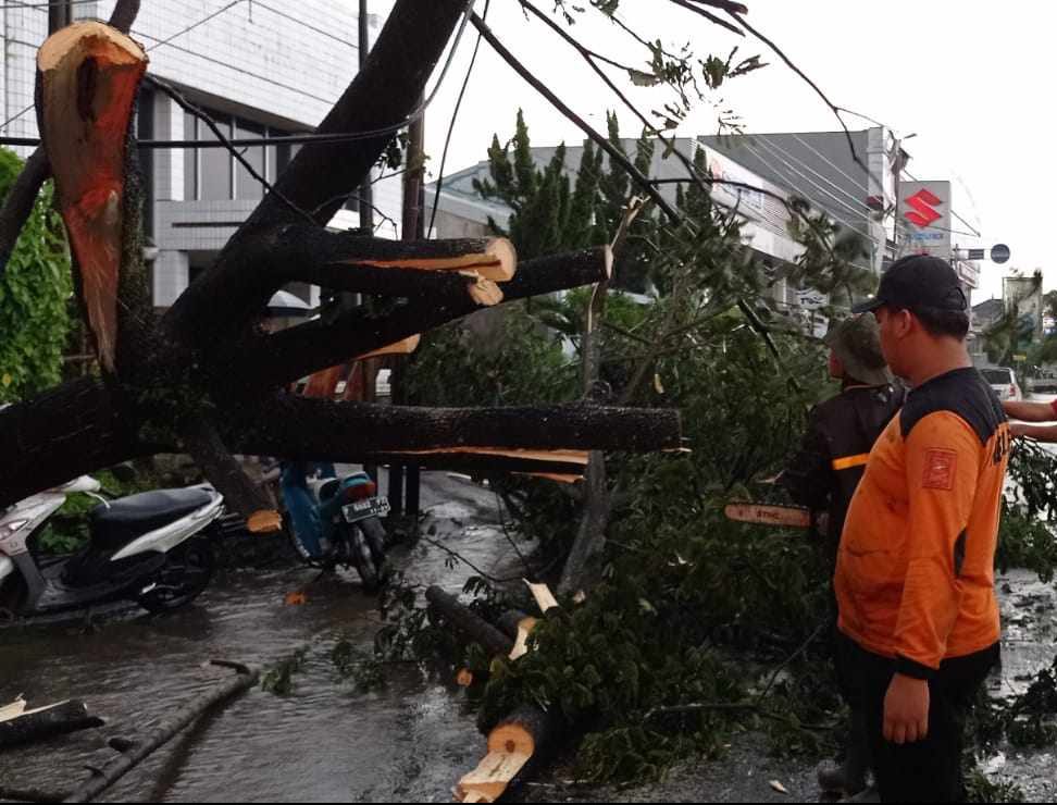 PLN Jember Kerahkan Tim Elite Pangkas 179 Pohon Membahayakan