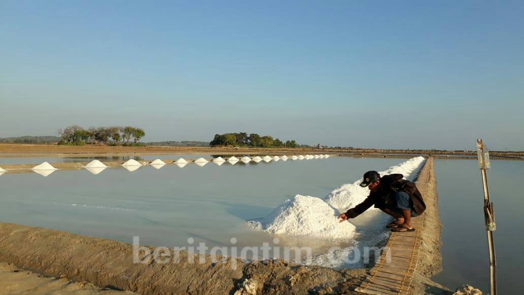 Kemarau Basah, Produksi Garam Rakyat di Sampang Diprediksi Turun