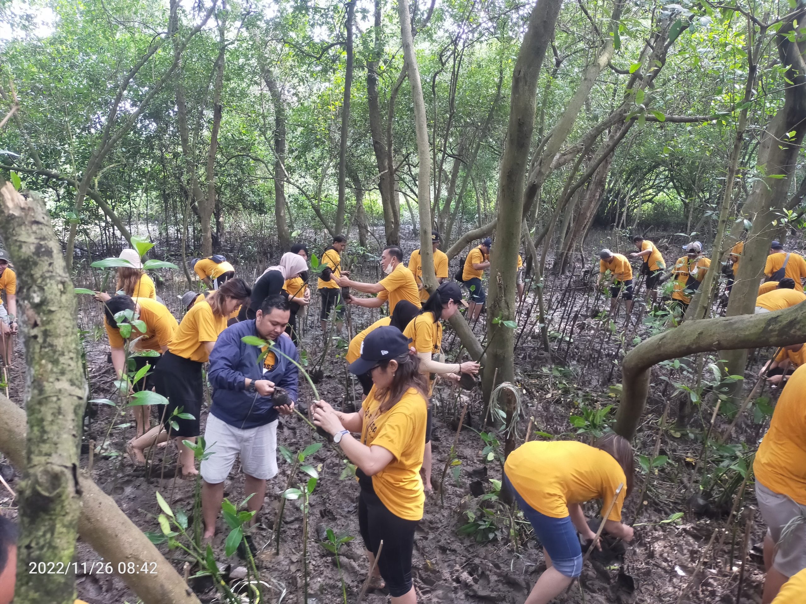 ASSA Rent Galakkan Penyelamatan Lingkungan Dengan Menanam Mangrove