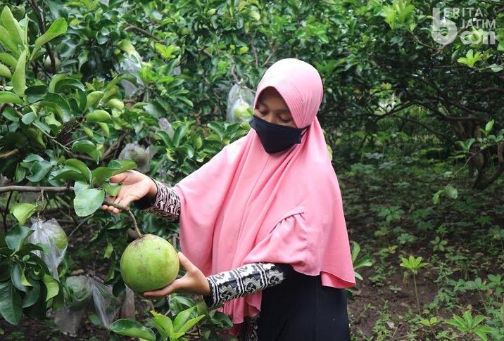 Tidak Terdampak Pandemi, Permintaan Jeruk Pamelo Magetan Terus Meningkat
