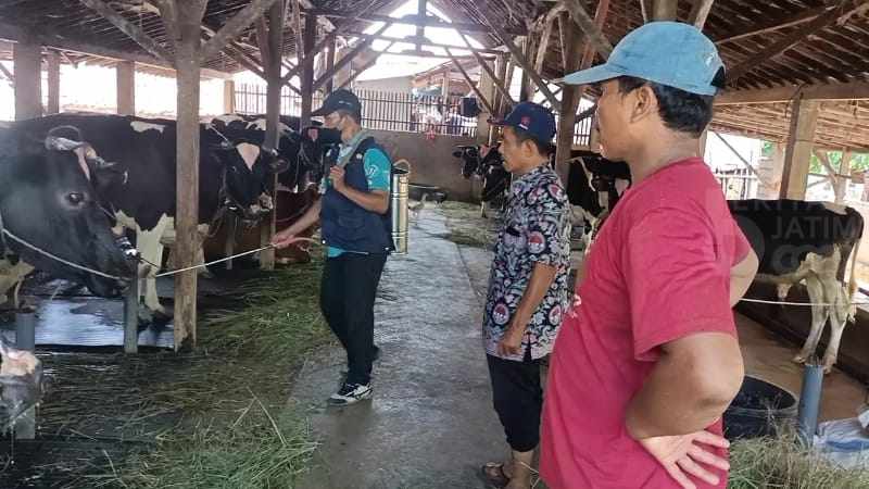 Peternak Sapi Perah di Pasuruan Galau, Hasil Susunya Turun Drastis