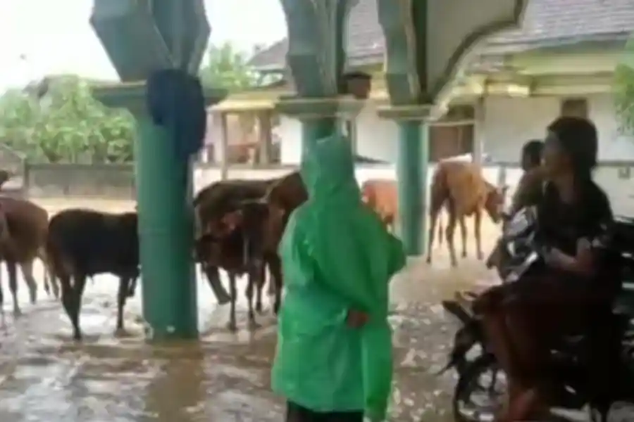 Sampang Banjir, Belasan Sapi Diungsikan ke dalam Masjid