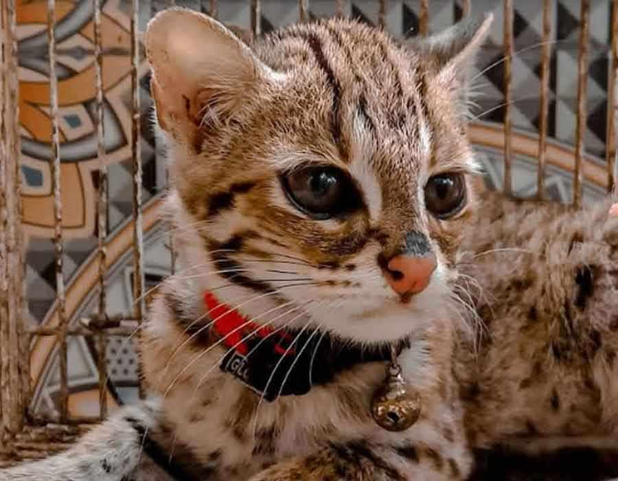 Jangan Sembarangan Pelihara! 6 Kucing Endemik di Indonesia yang Hampir ...