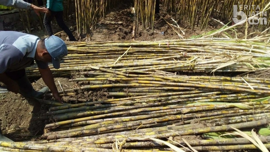 Tebu Jenis Klon Mojo 01, Varietas Unggul Tanaman Tebu Kabupaten ...