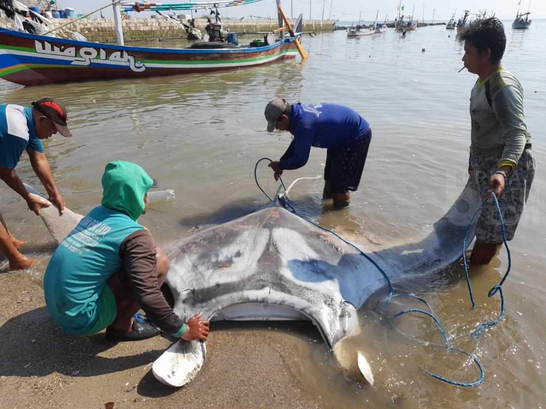 Ikan Pari Manta Karang Mati di Perairan Lamongan, Kepala BPSPL Denpasar ...