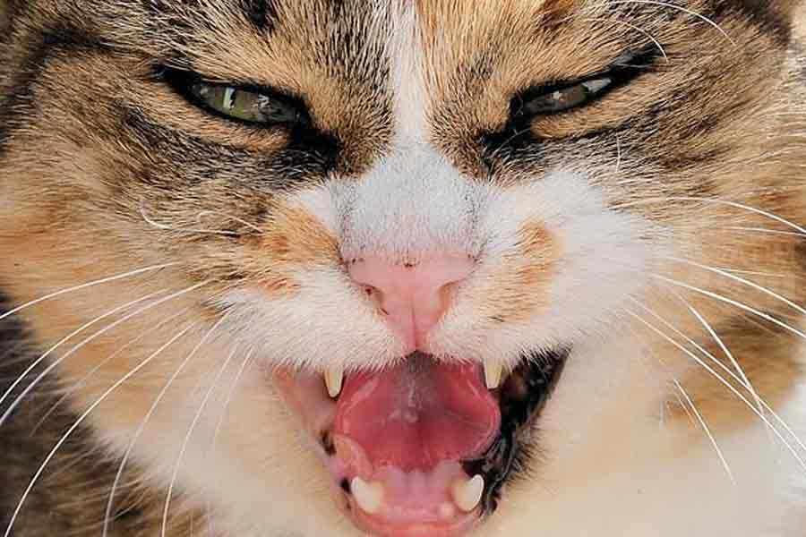 Waduh! Ternyata Kucing Bisa Cemburu, Kenali Tanda dan Cara Mengatasinya